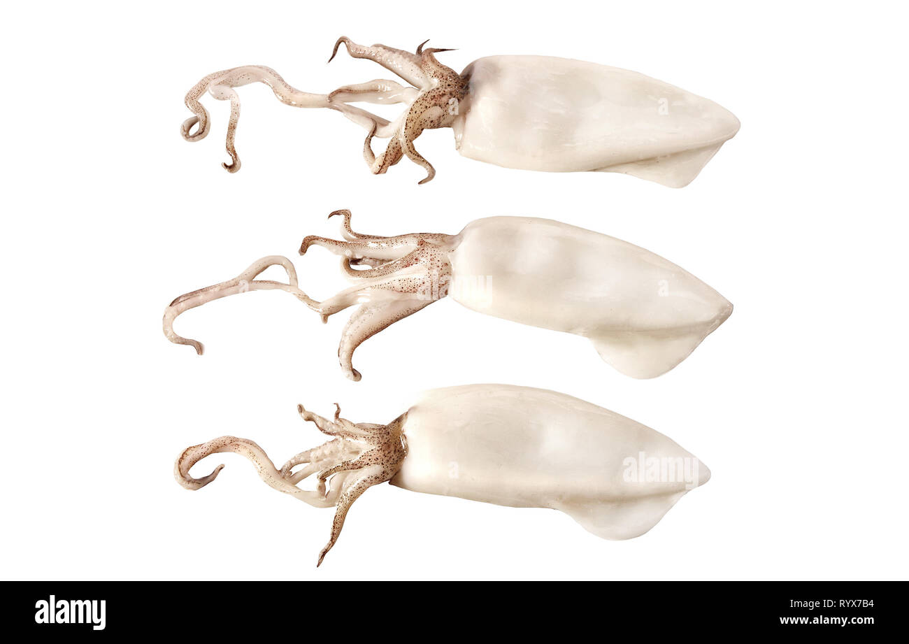 Three young baby squid isolated on white background Stock Photo - Alamy