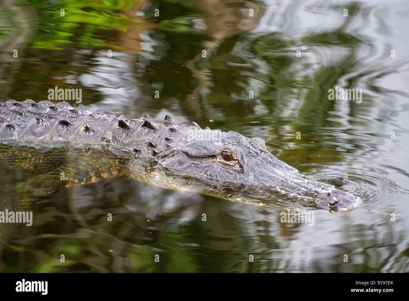 Alligator laying in water. Taken in Everglades National Park, Florida ...