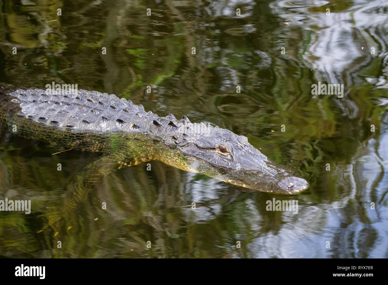 Alligator laying in water. Taken in Everglades National Park, Florida ...