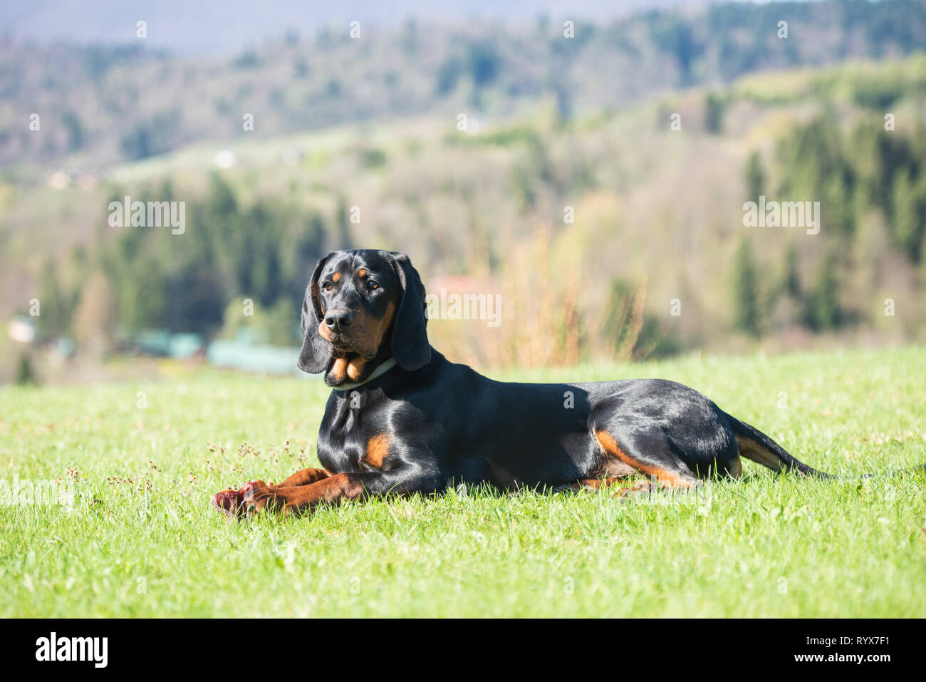 Purebred Polish Hunting Dog (previously Polish Scenthound) lying on the ...