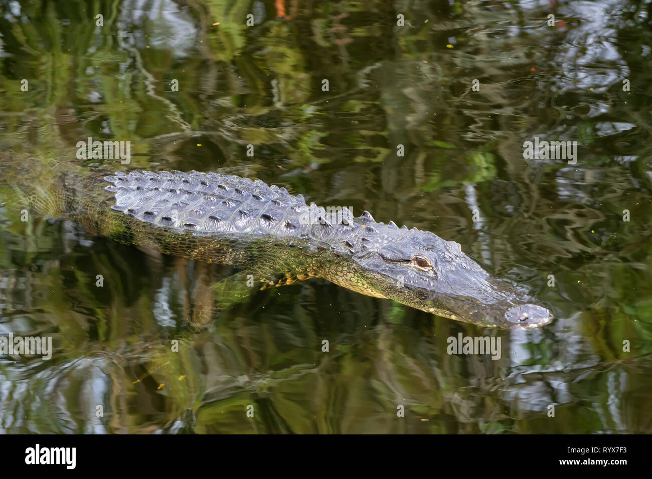 Alligator laying in water. Taken in Everglades National Park, Florida ...