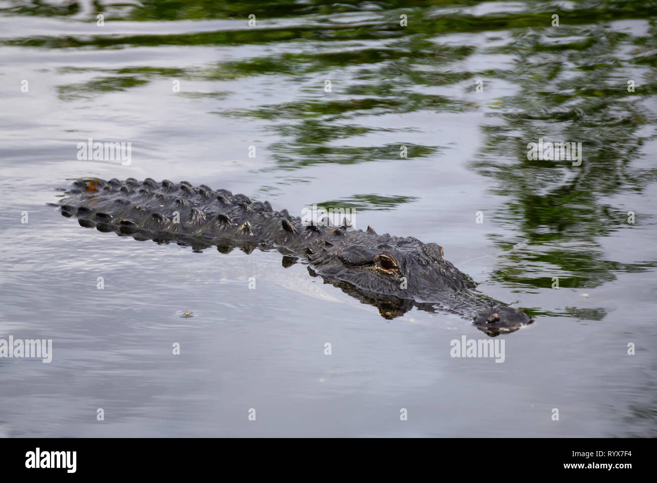 Alligator laying in water. Taken in Everglades National Park, Florida ...