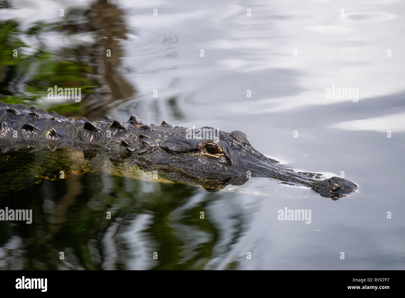 Alligator laying in water. Taken in Everglades National Park, Florida ...