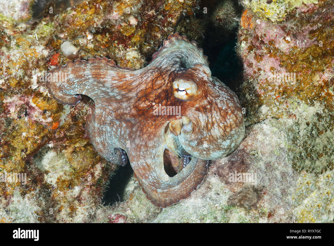 Common Octopus (Octopus vulgaris) on a coral reef - Bonaire Stock Photo ...