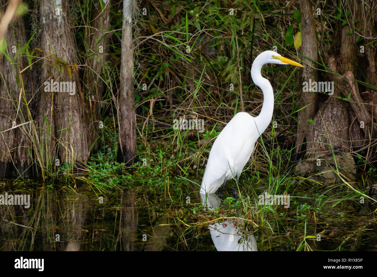 The great egret sitting in water. Taken in Everglades National Park ...