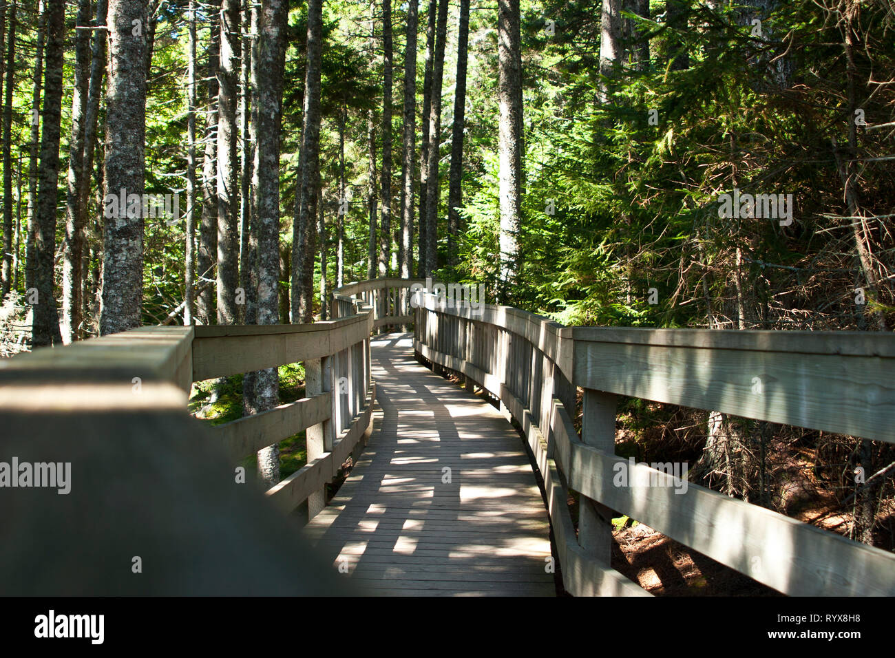 Canada, New Brunswick, Alma, Fundy National Park, Point Wolfe, hiking ...
