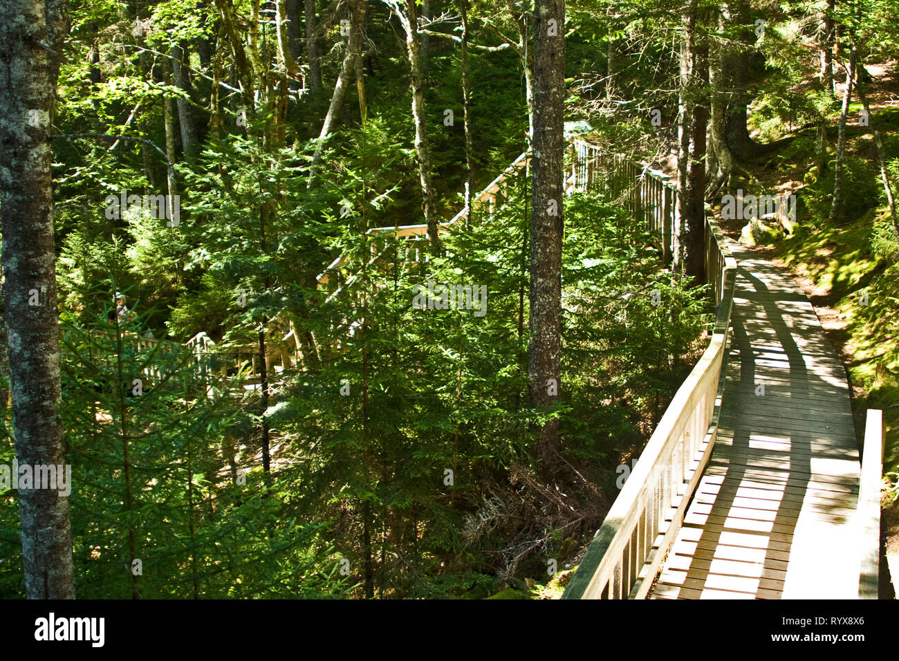 Canada, New Brunswick, Alma, Fundy National Park, Point Wolfe, hiking ...