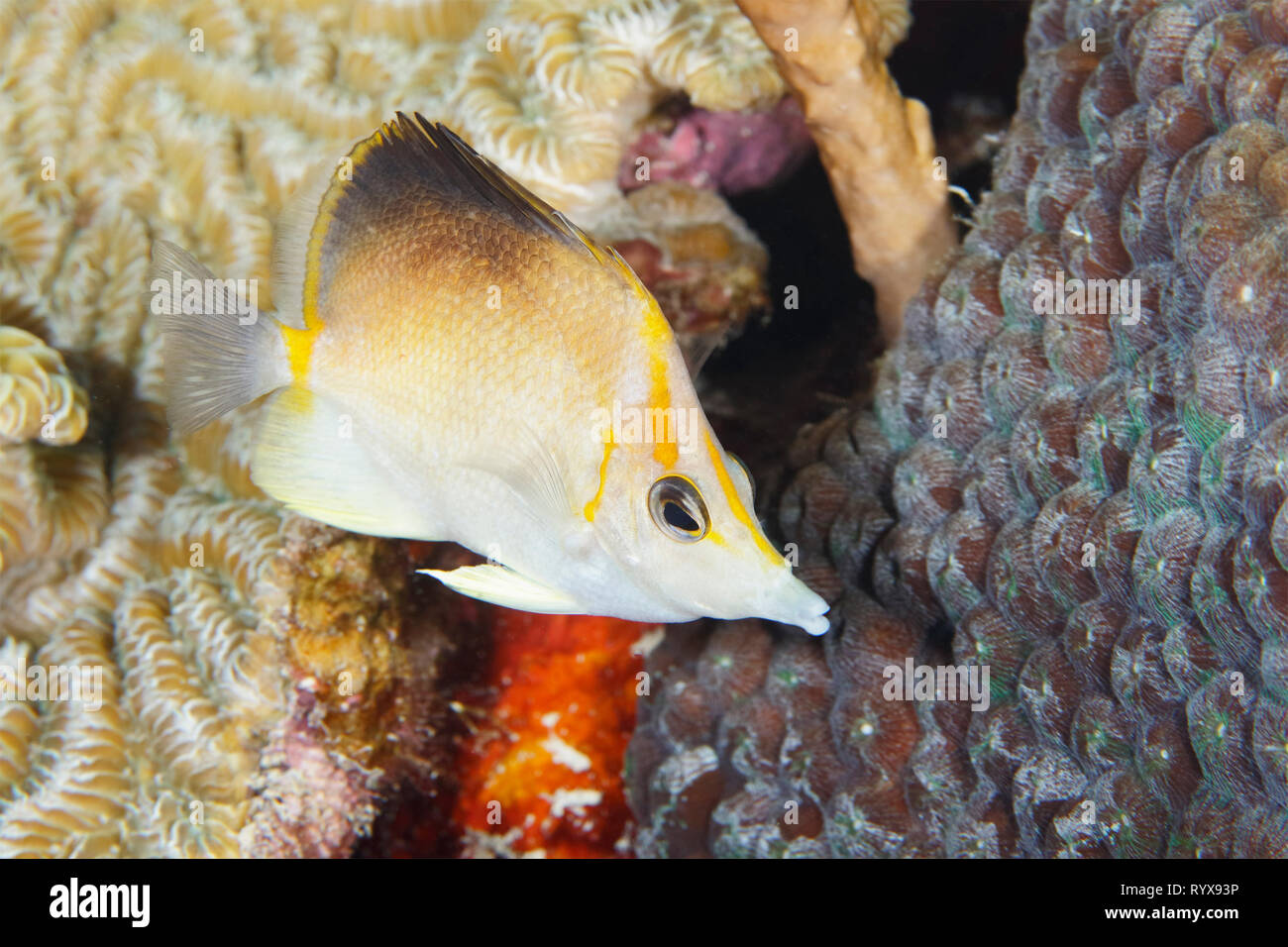 Longsnout Butterflyfish