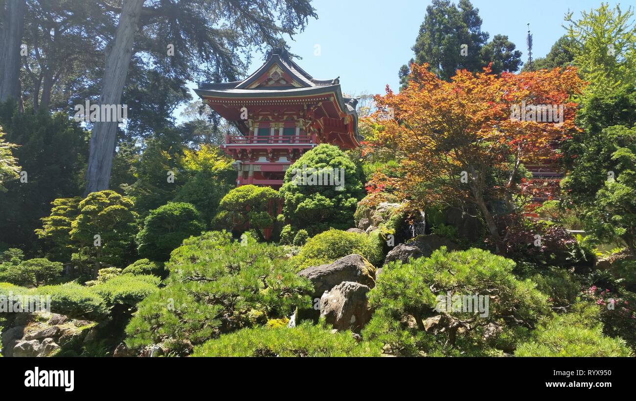The beautiful japanese botanical gardens in San Francisco, California ...