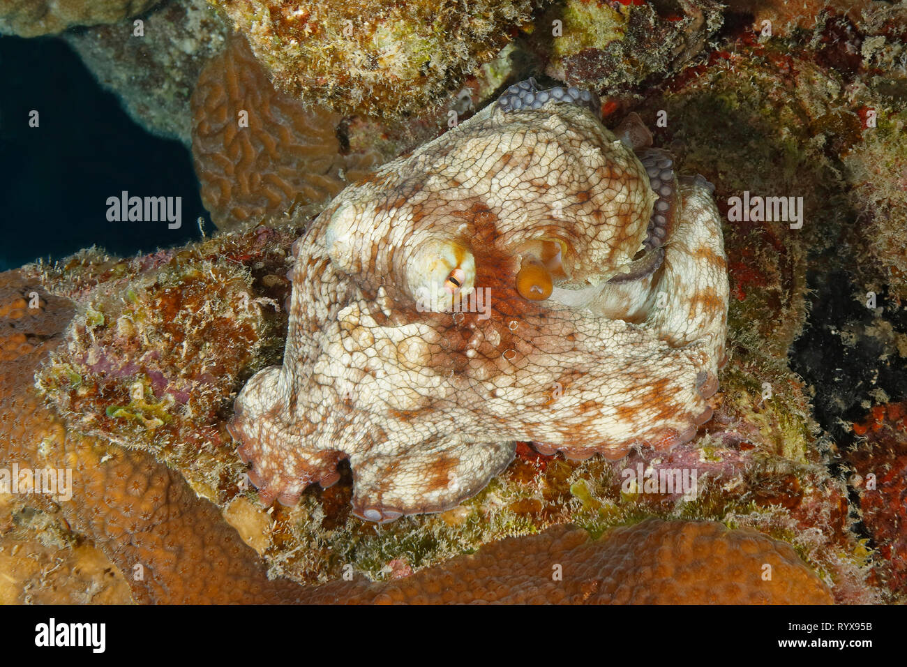 Common Octopus (Octopus vulgaris) on a coral reef - Bonaire Stock Photo ...