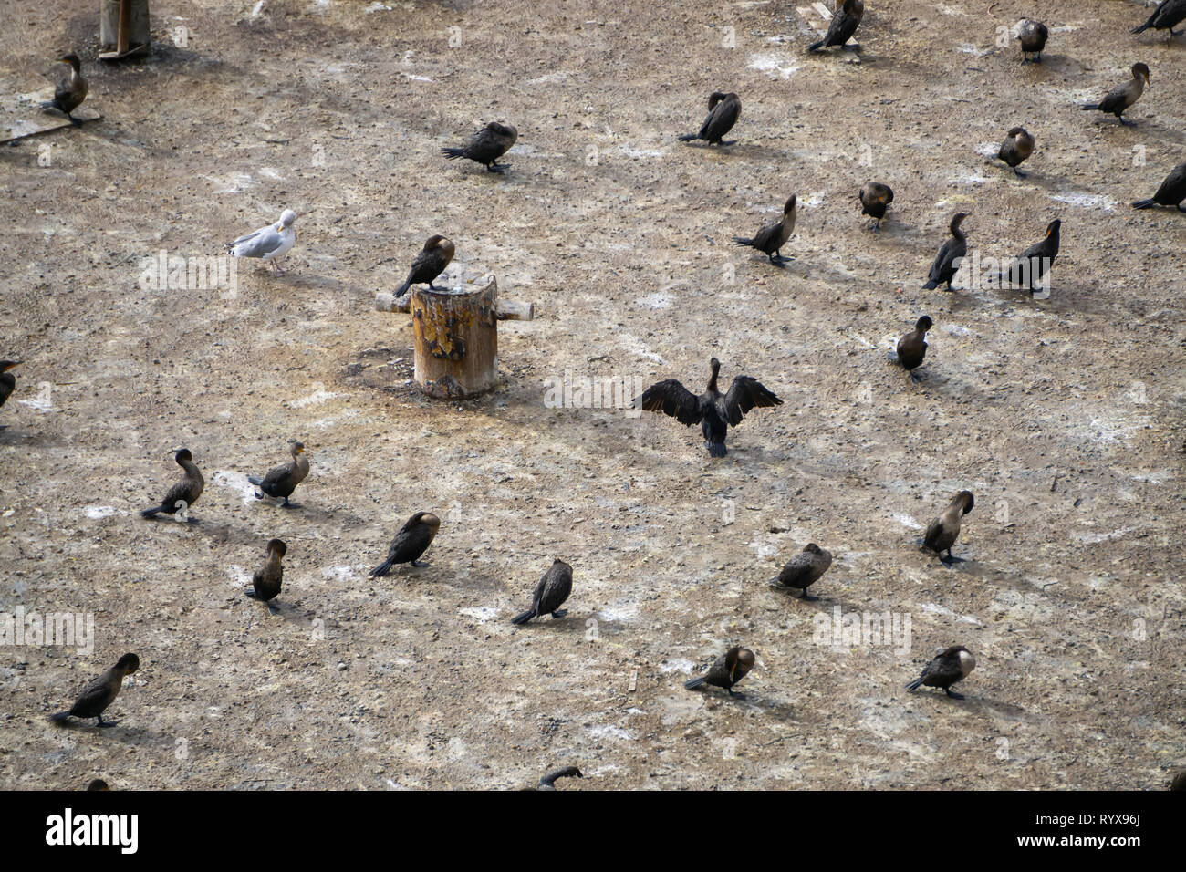 Aerial view of the birds sitting on a platform. Taken at the Ferry ...