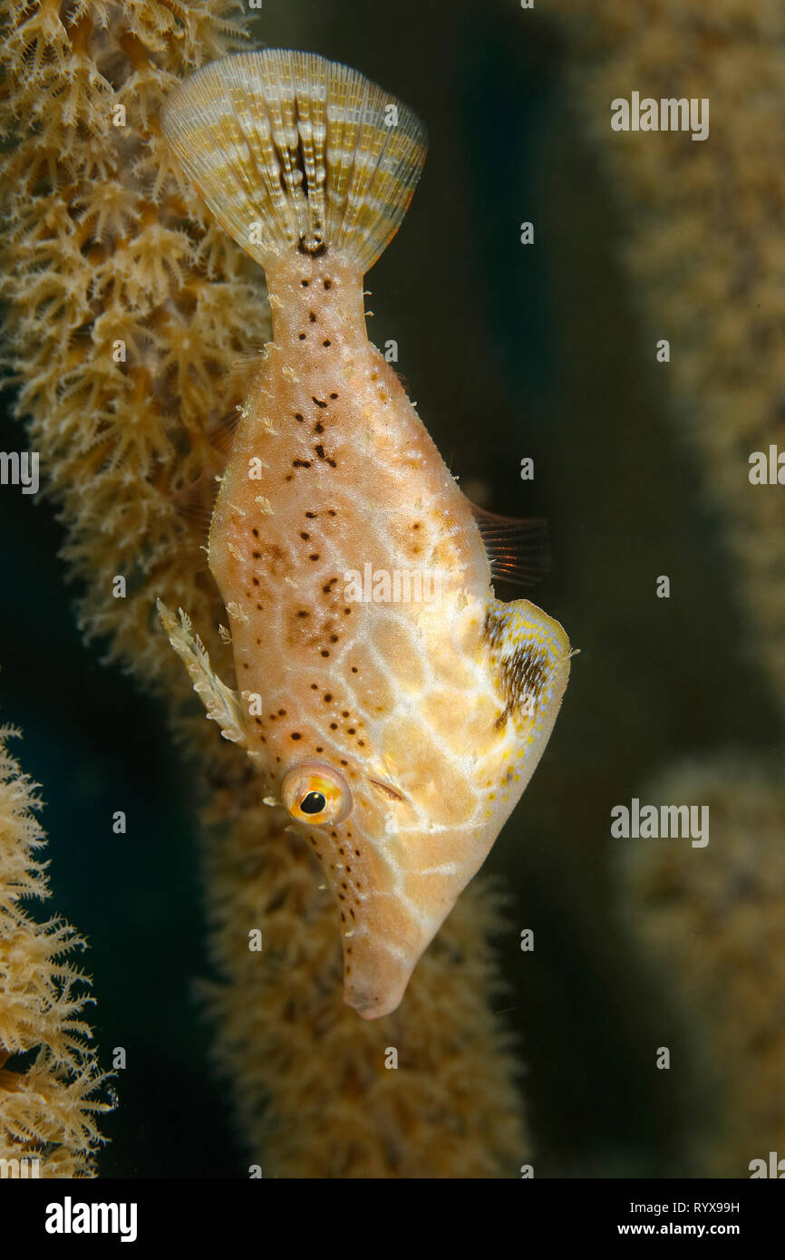 Slender Filefish (Monacanthus tuckeri) hidng in a gorgonian - Bonaire ...