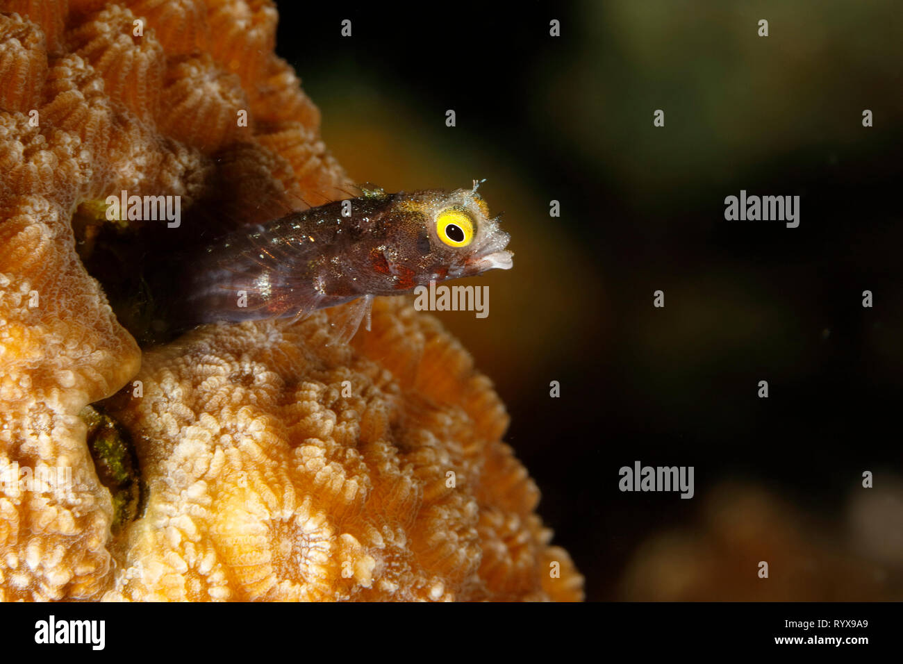 Acanthemblemaria hi-res stock photography and images - Alamy