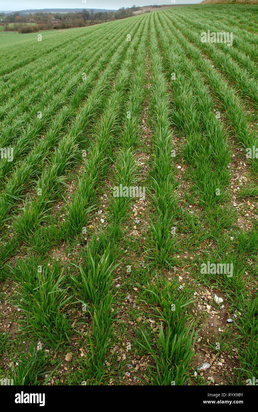 Cereal crops hi-res stock photography and images - Alamy
