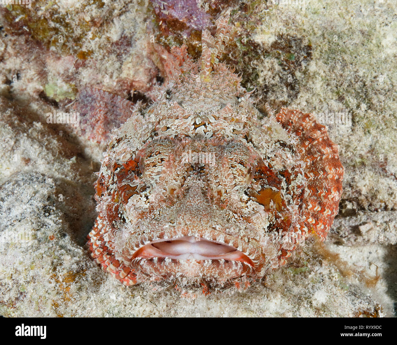 A well camouflaged Spotted Scorpionfish (Scorpaena plumieri) waits to ...