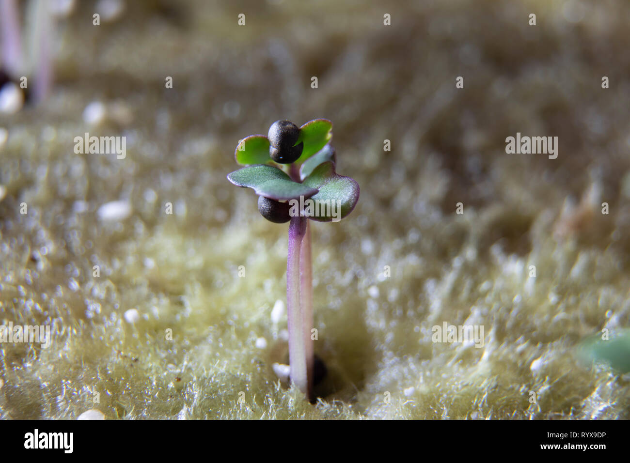 Kale sprout hi-res stock photography and images - Alamy