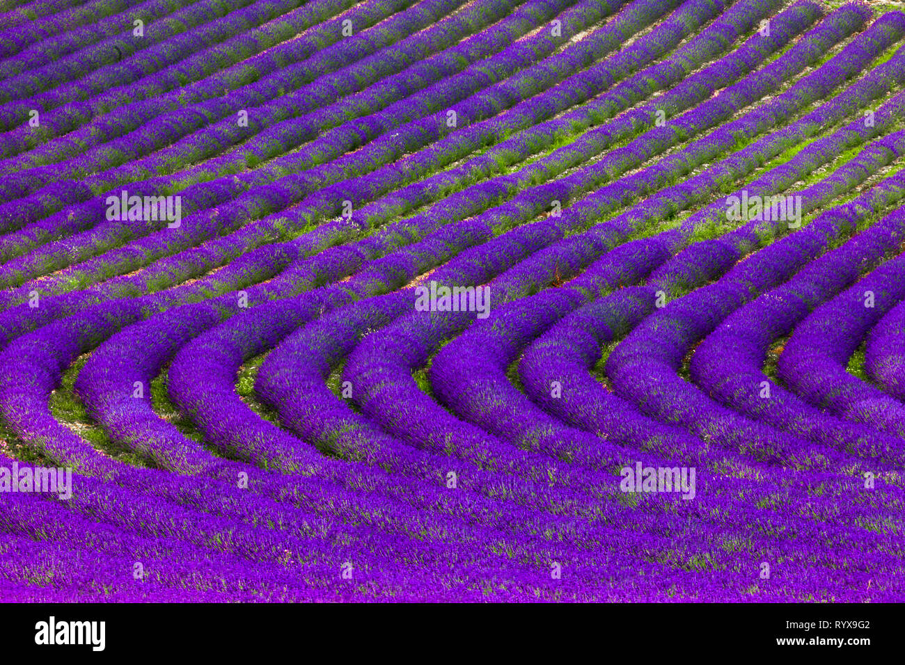 Aerial view lavender field hi-res stock photography and images - Alamy