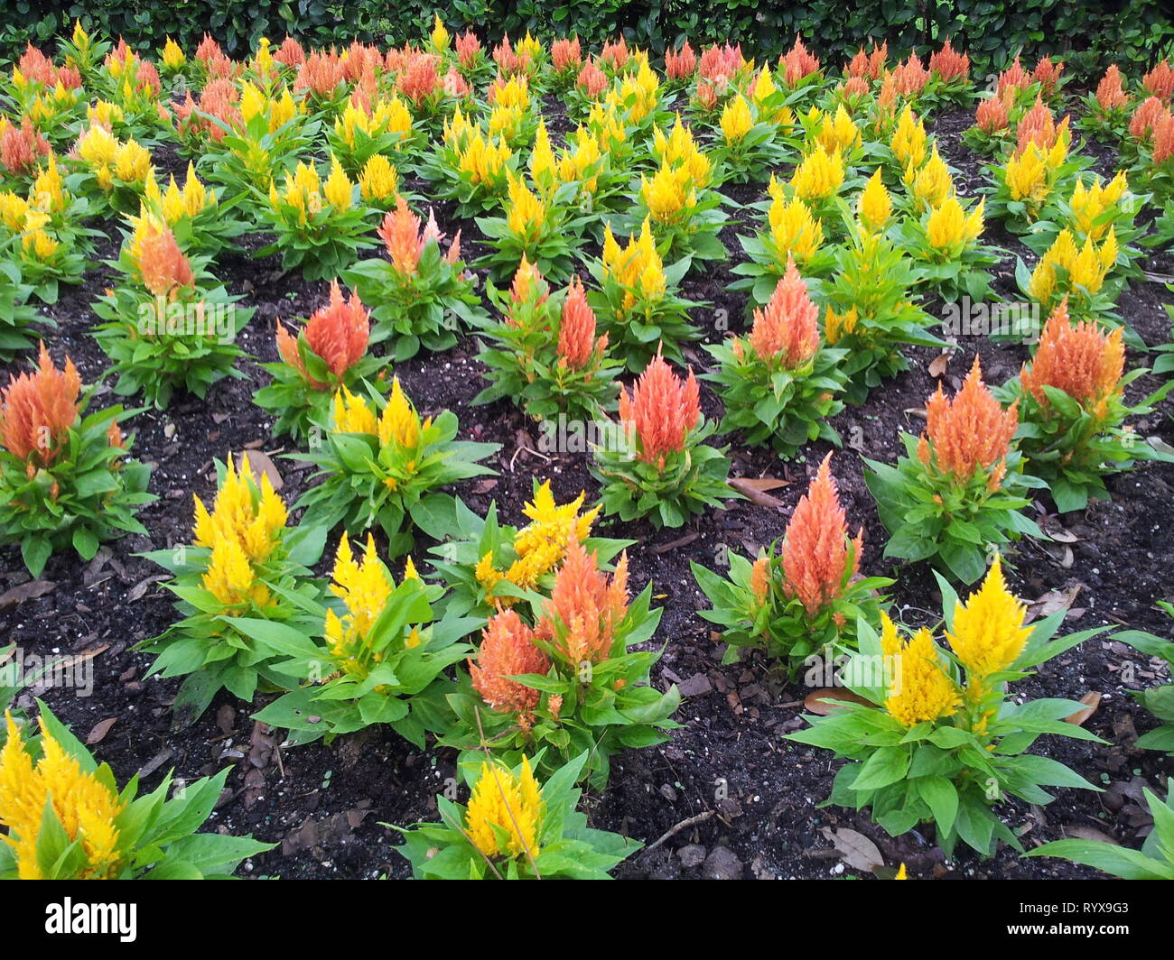 a field of yellow and orange blooming flowers in a uniform array of ...