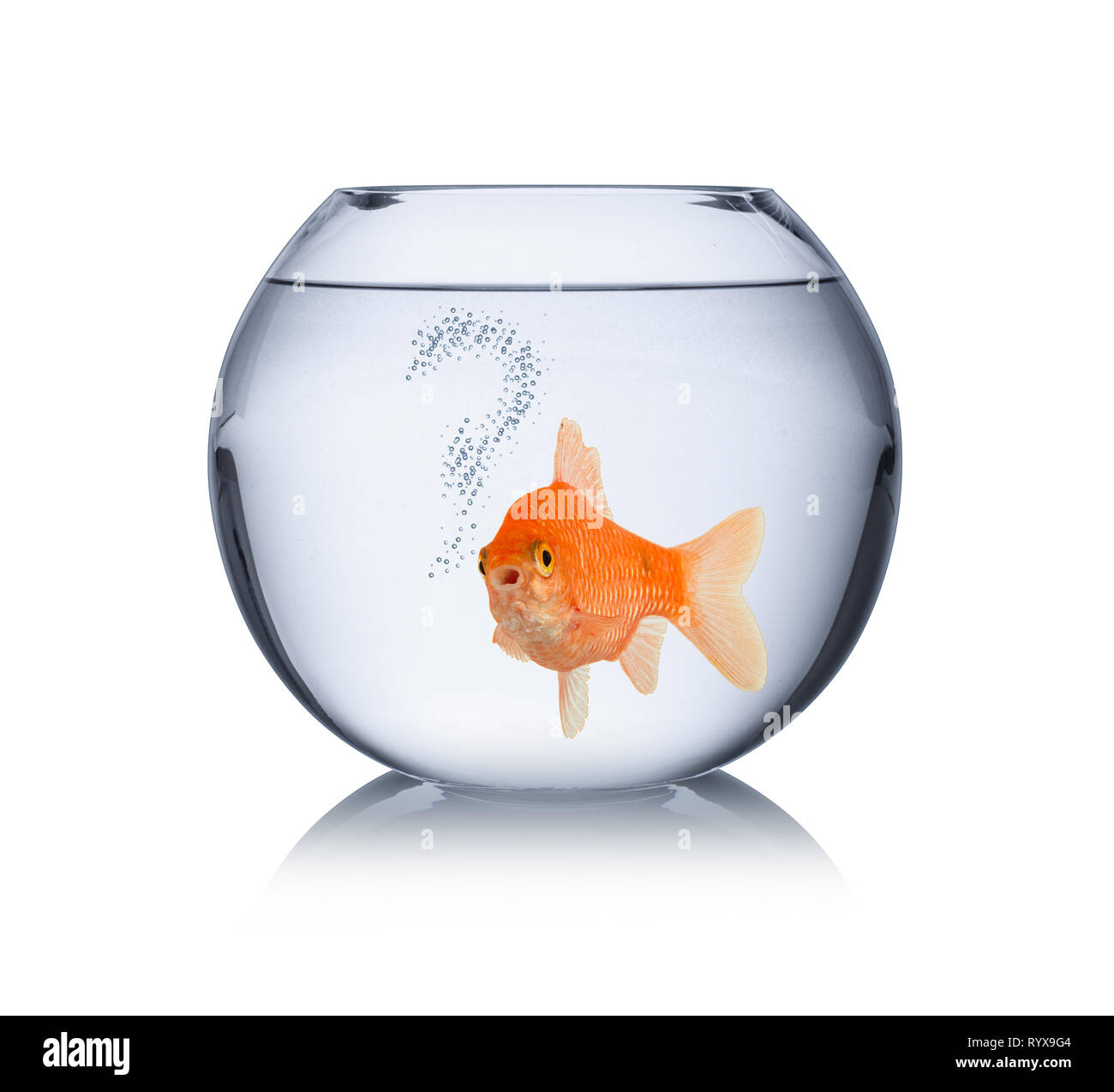 goldfish in bowl with question mark bubbles lonley captivity fish ...