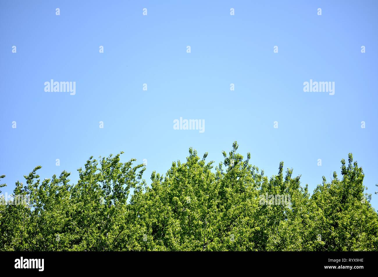 Green treetops with clear blue sky background Stock Photo - Alamy