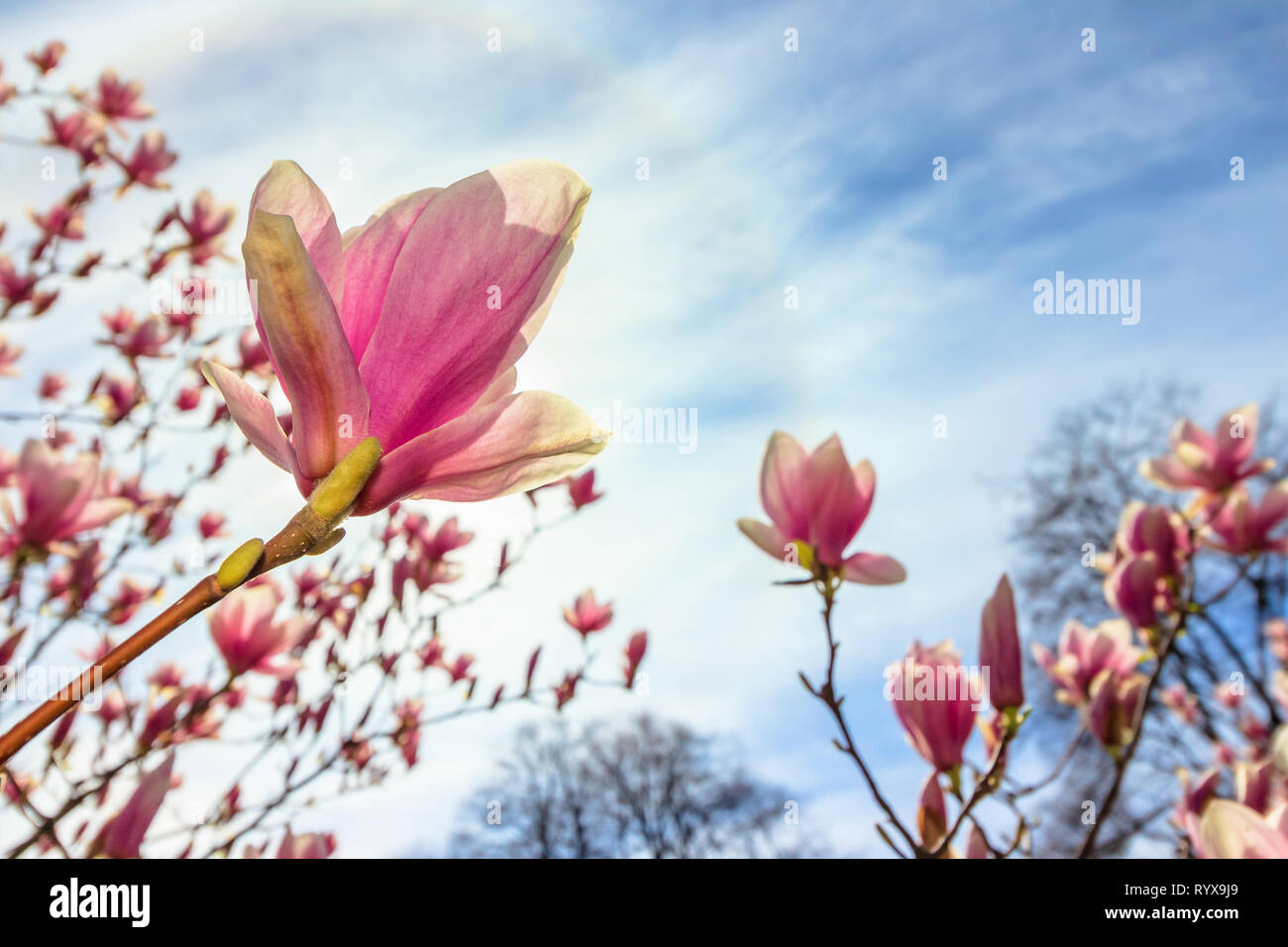 magnolia tree in blossom. beautiful purple flower close up. background ...