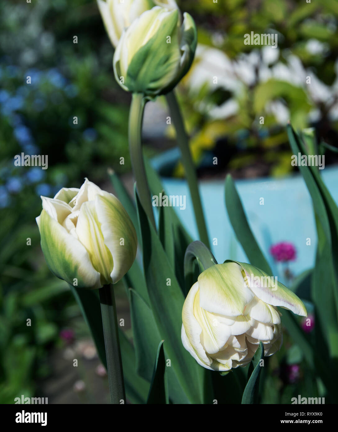Tulipa 'Spring Green' Stock Photo - Alamy