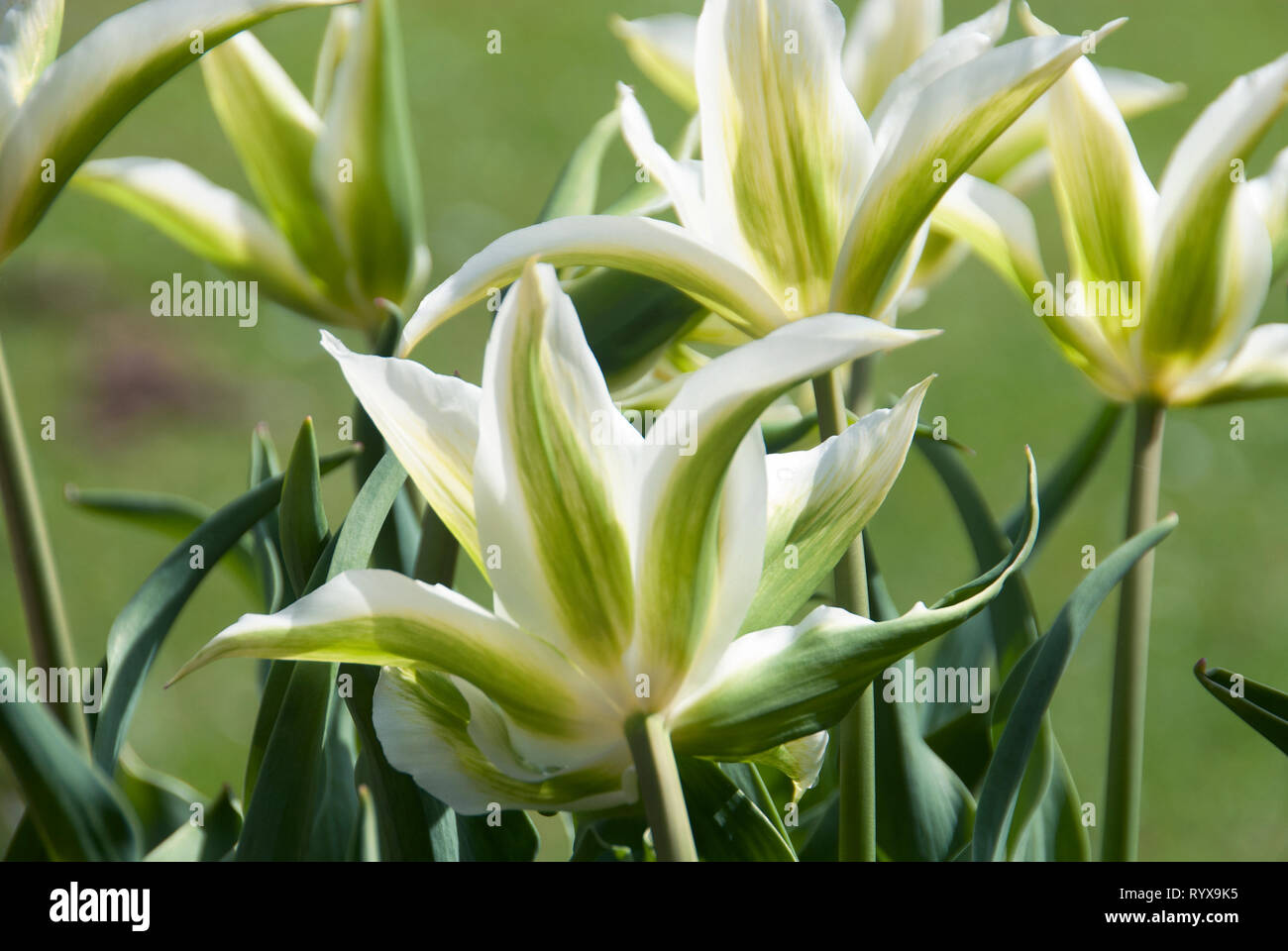 Reflexed tulip hi-res stock photography and images - Alamy