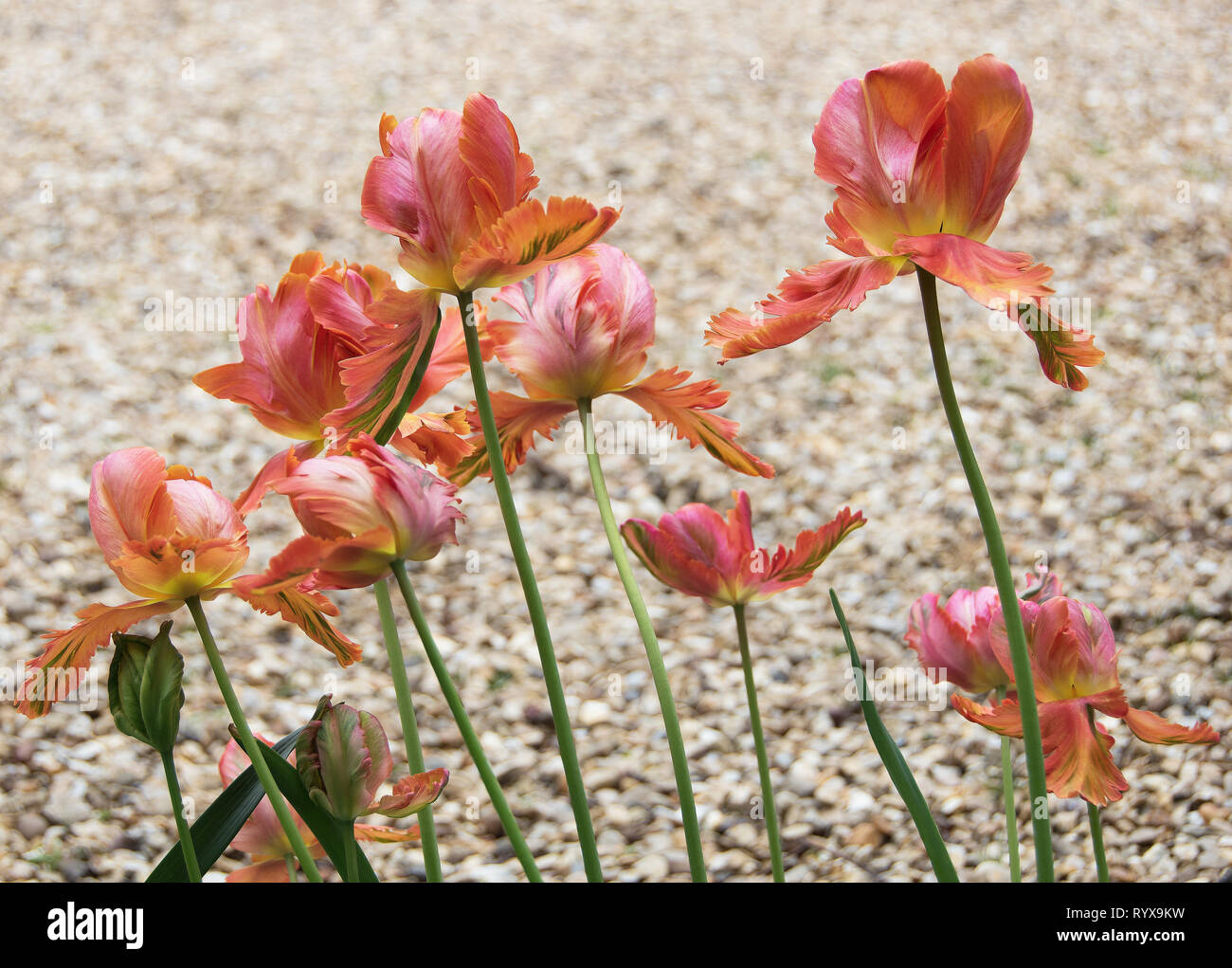 Fully open tulips hi-res stock photography and images - Alamy