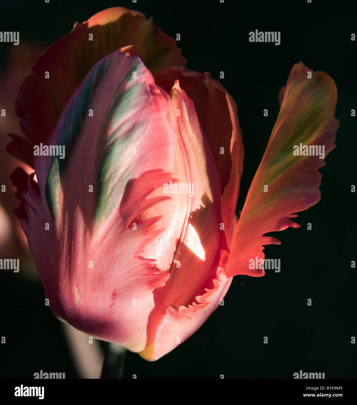 Feathered tulip hi-res stock photography and images - Alamy