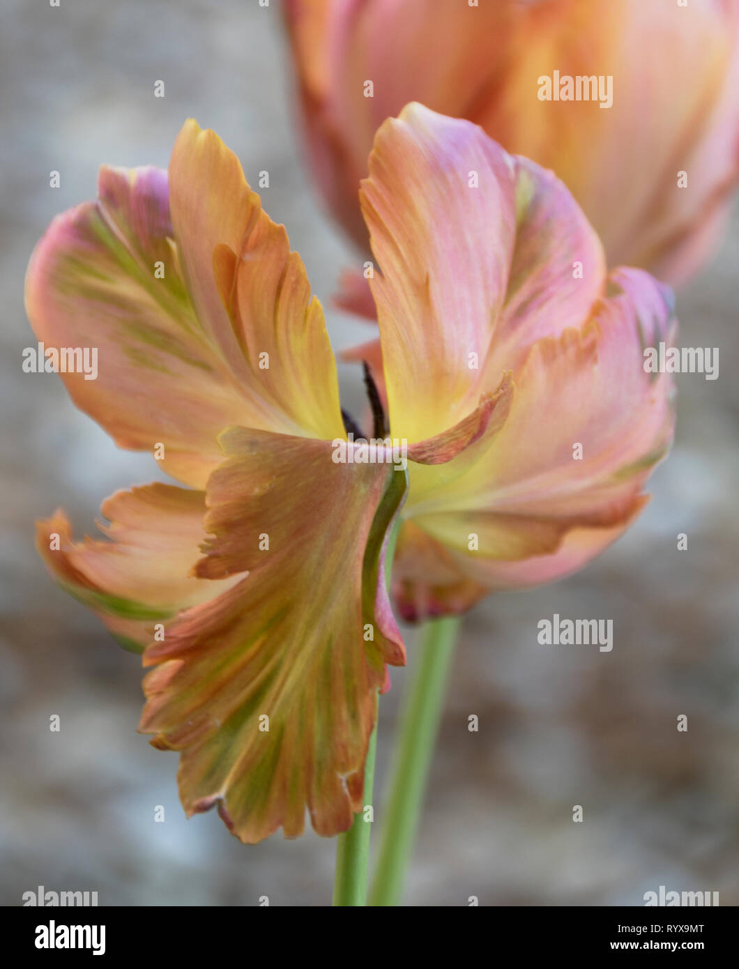 "Pastel fade" a faded parrot tulip blowing in the wind Stock Photo - Alamy