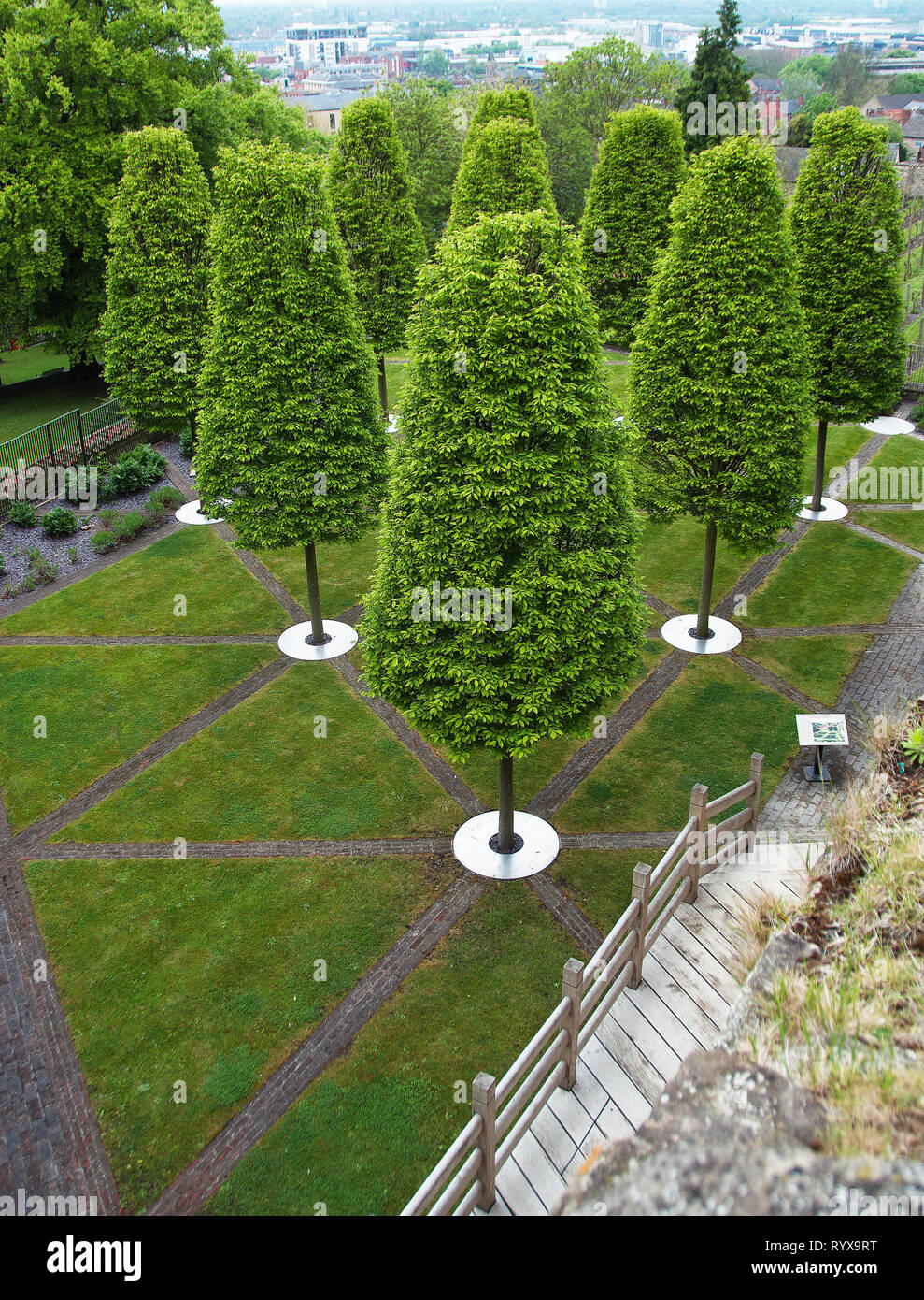 Carpinus betulus fastigiata hornbeam tree hi-res stock photography and ...