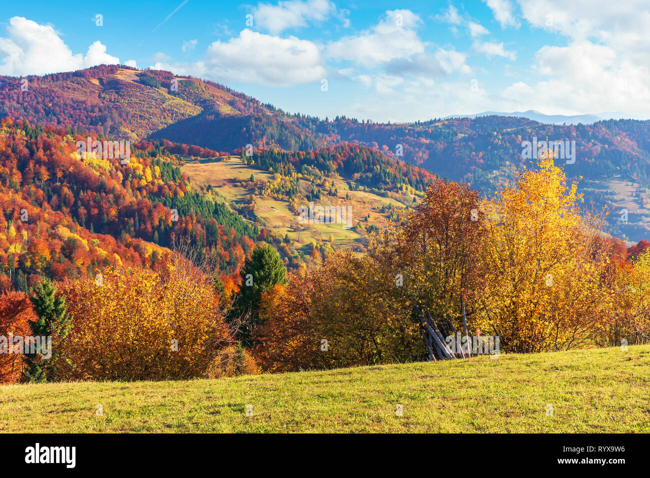 autumn countryside in mountains. alpine meadows and forested rolling ...