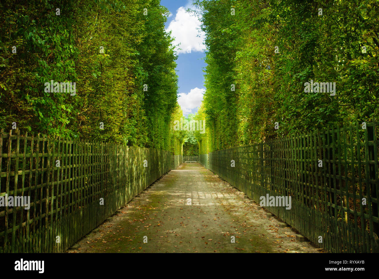 Avenue with straight path line of trees running along each side at ...