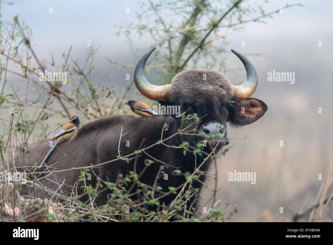 Largest wild bovid hi-res stock photography and images - Alamy