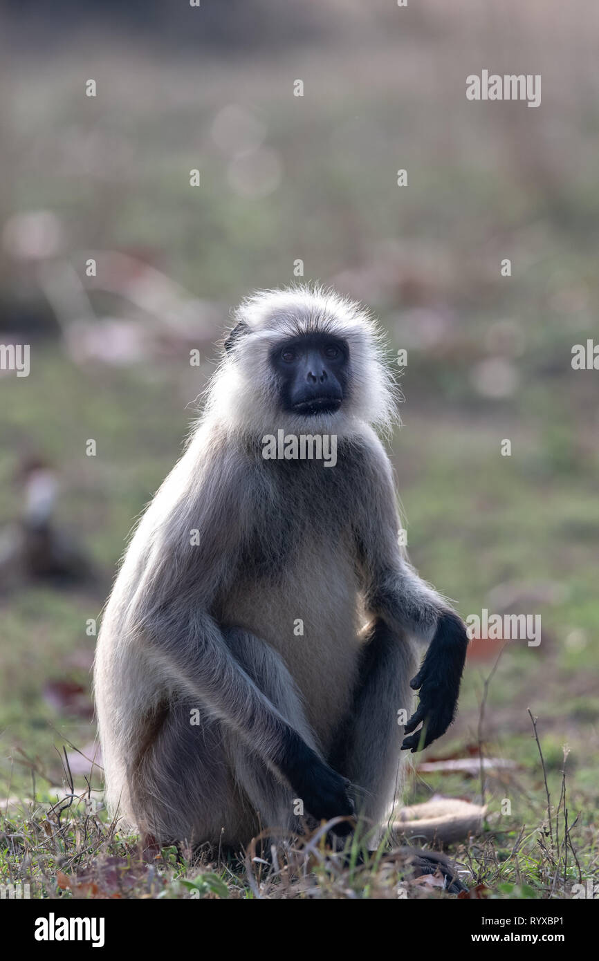 Genus semnopithecus hi-res stock photography and images - Alamy