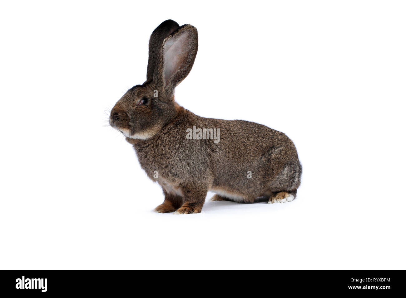 Rabbit Belgian Giant on white cloth against white background Stock ...