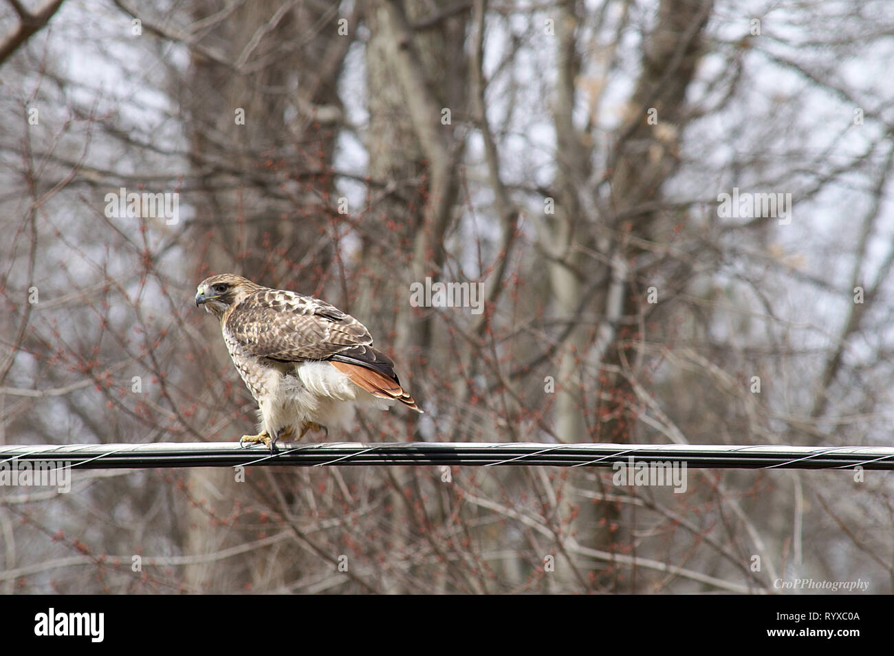 Side profile of Red Tail Hawk perched on powerline Stock Photo - Alamy