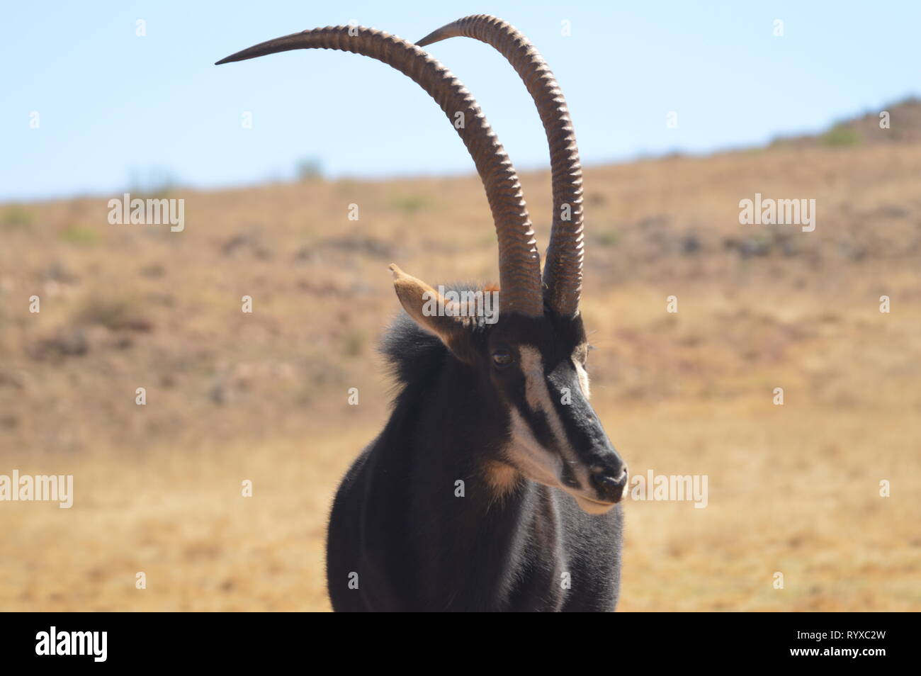 Giant sable antelope angola hi-res stock photography and images - Alamy