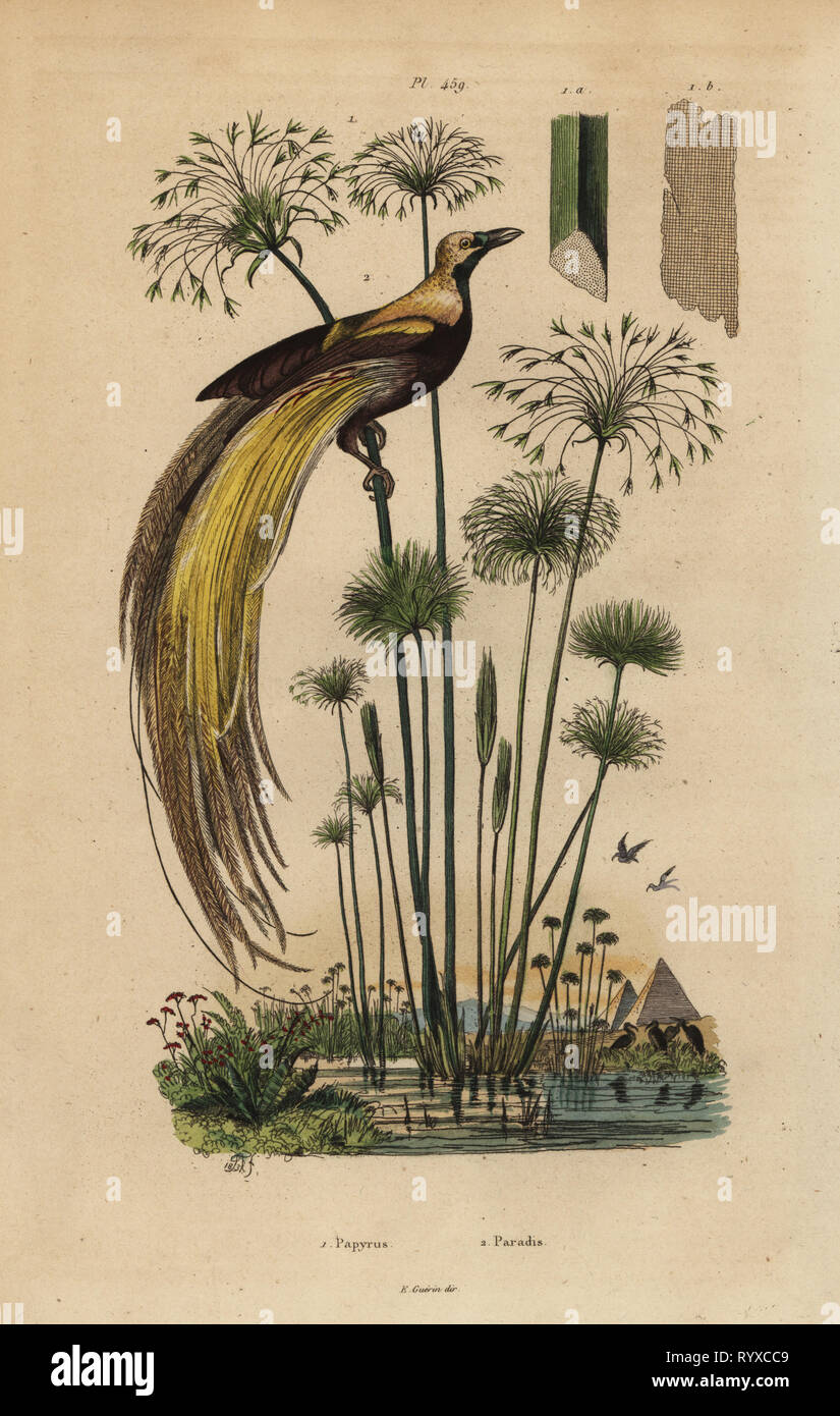 Greater bird-of-paradise, Paradisaea apoda, and papyrus grass, Cyperus ...