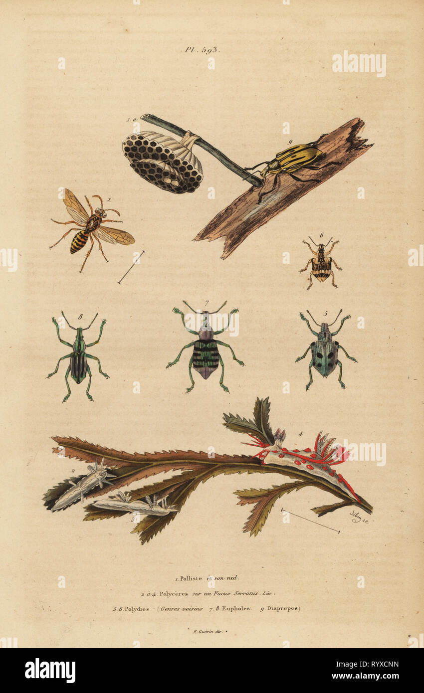 Root weevil hi-res stock photography and images - Alamy