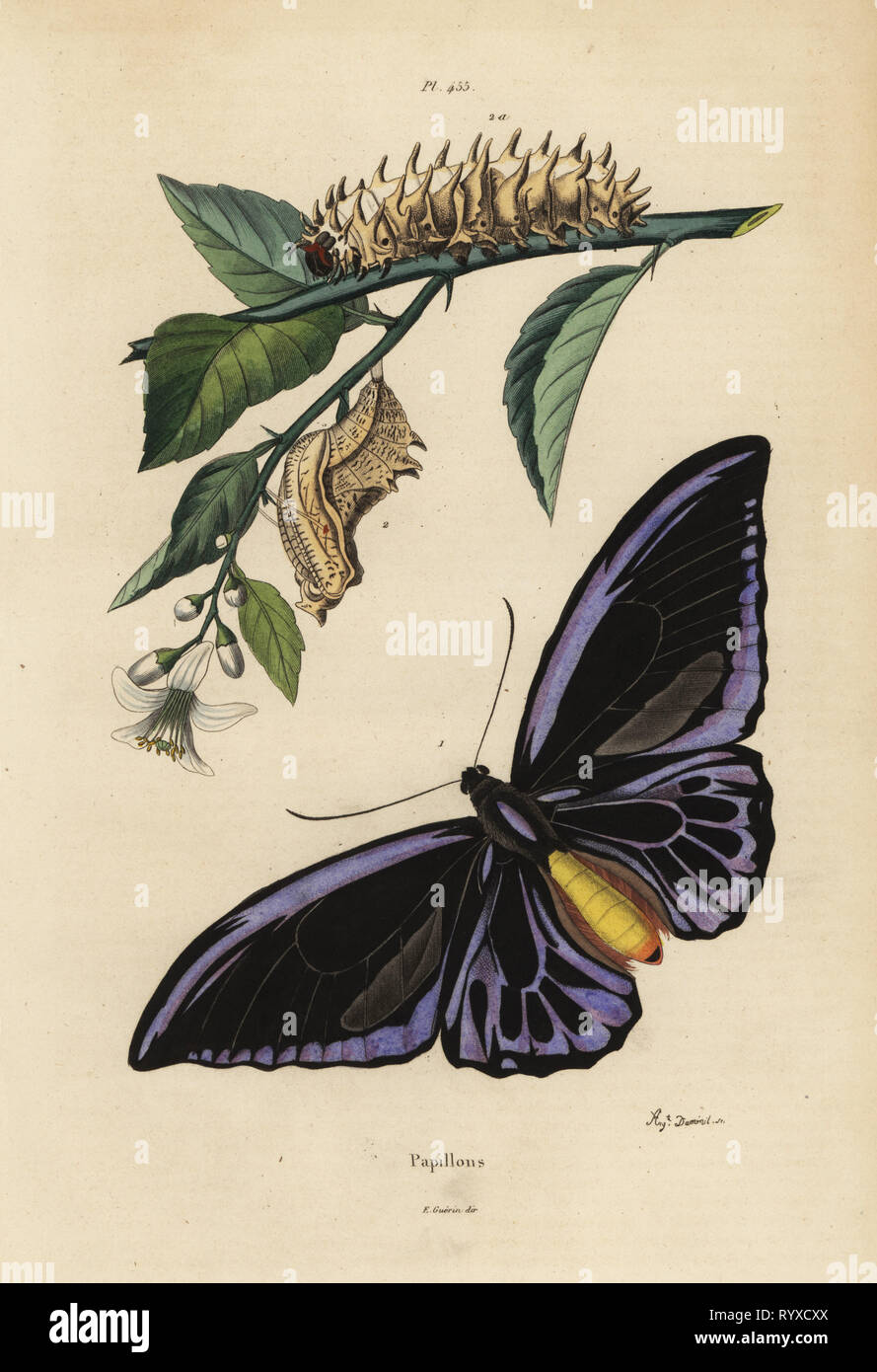 Northern birdwing, Ornithoptera priamus urvillianus 1, and chrysalid ...