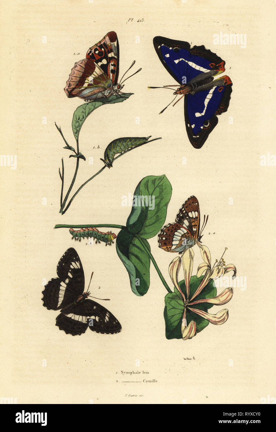 Camille felix hi-res stock photography and images - Alamy