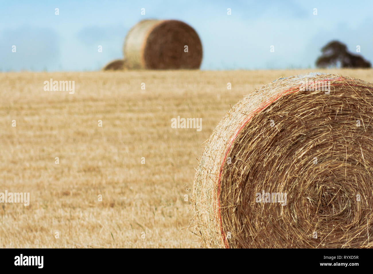 Hay rolls in a field Stock Photo - Alamy