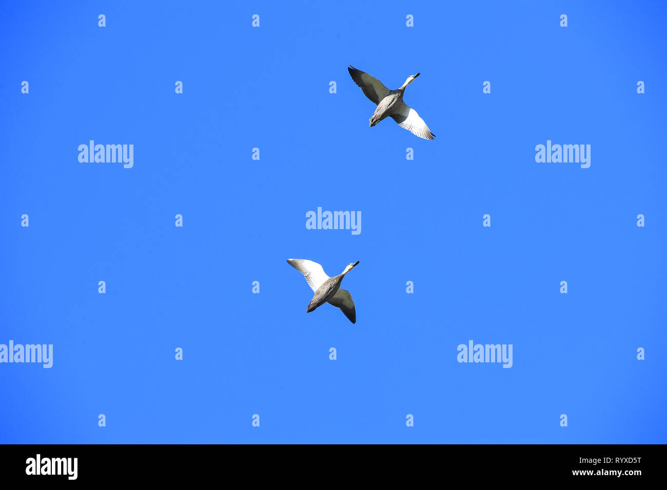 Two ducks in flight in a blue sky, Sydney, Australia Stock Photo - Alamy
