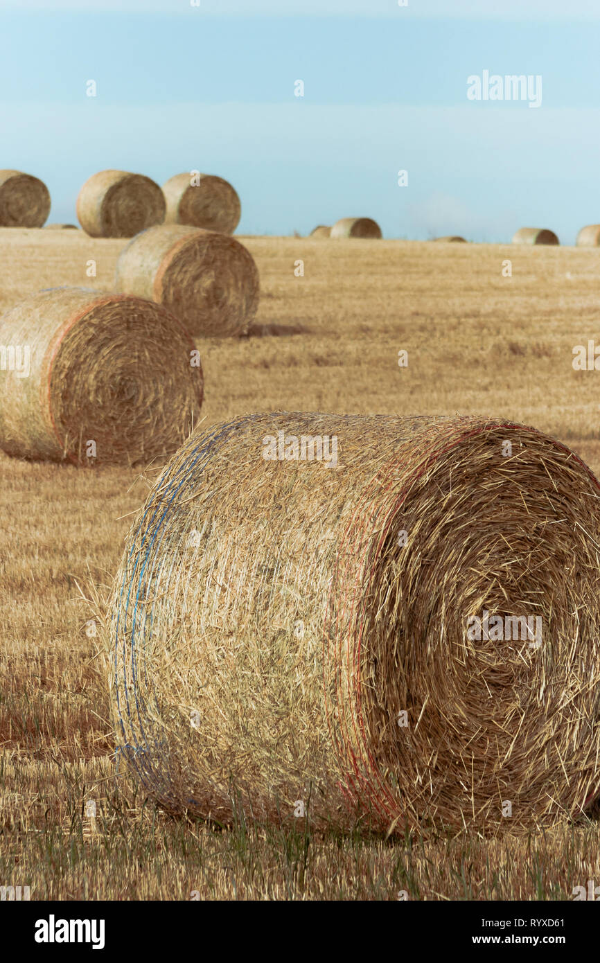 Hay rolls in a field Stock Photo - Alamy