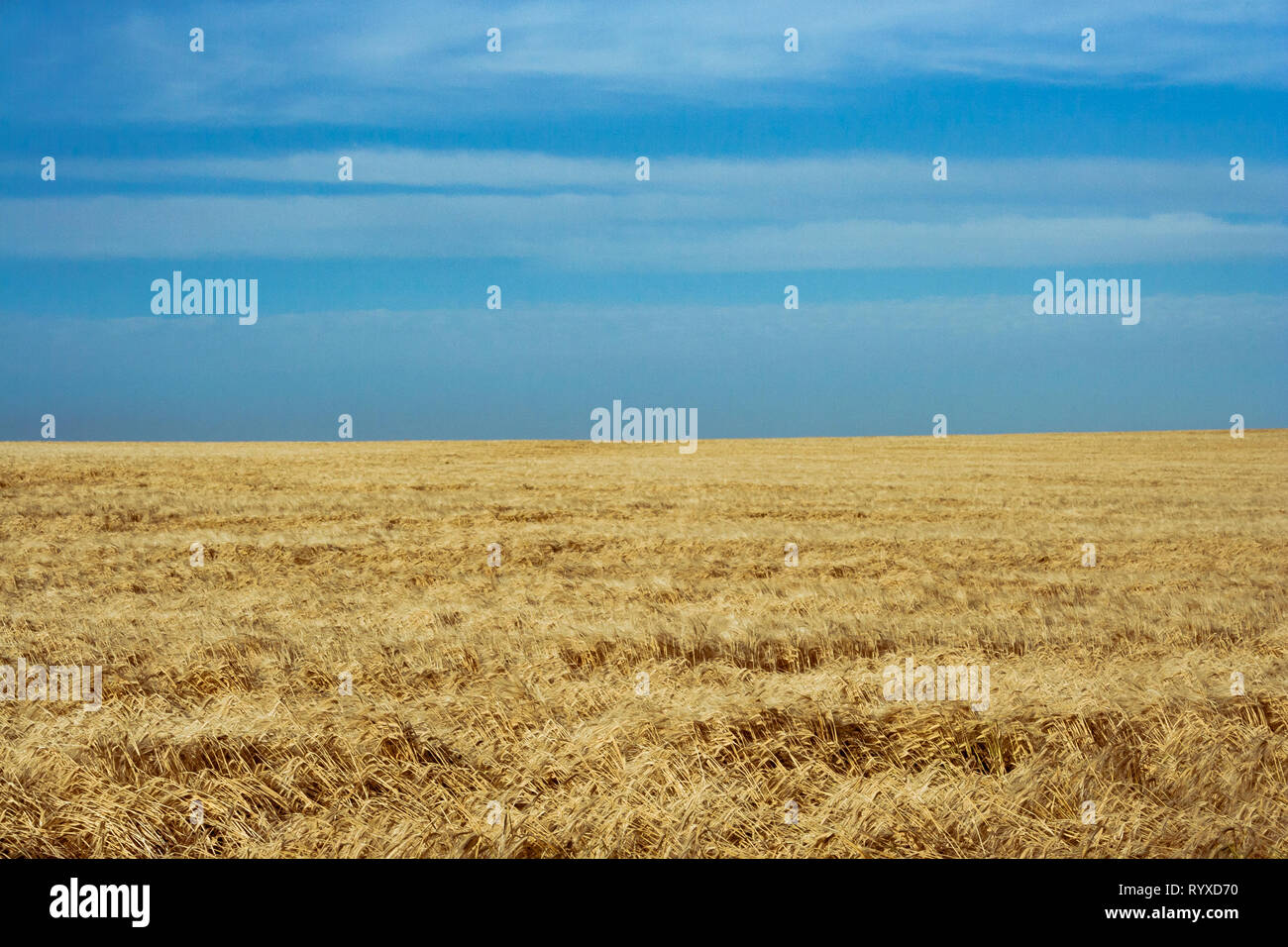 Wheat fields australia hi-res stock photography and images - Alamy