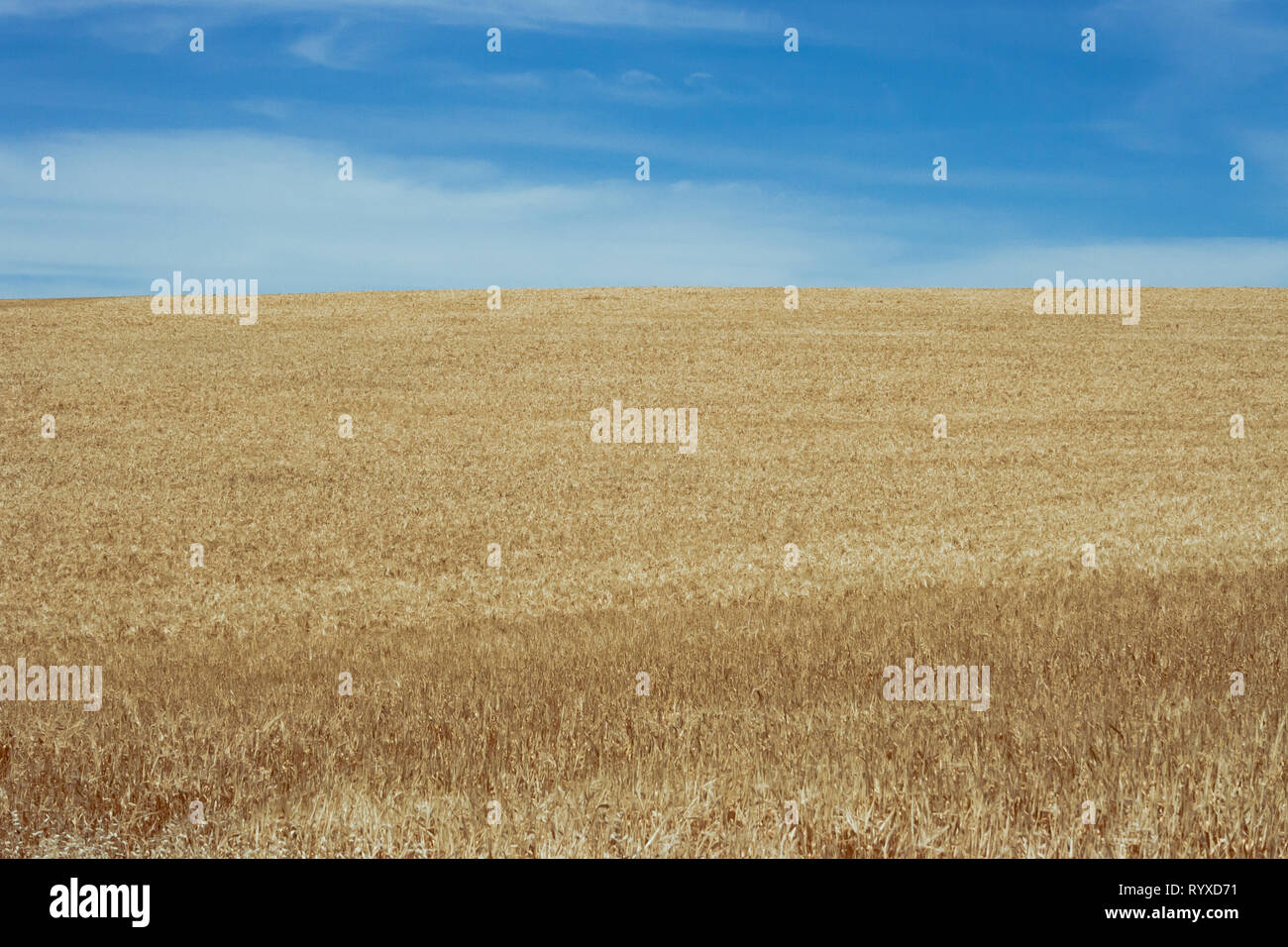 Wheat paddock australia hi-res stock photography and images - Alamy
