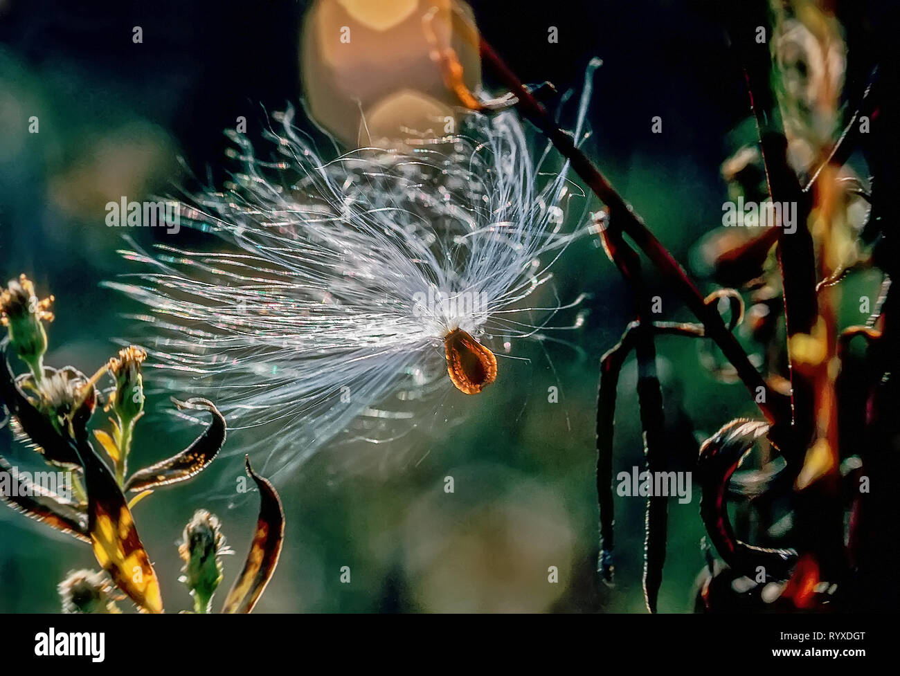 Milkweed Seeds Flying