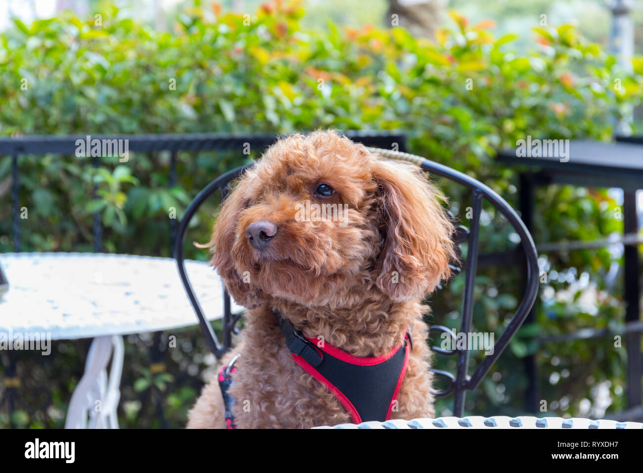 Brown poodle sitting on a chair at a table at an alfresco café Stock ...