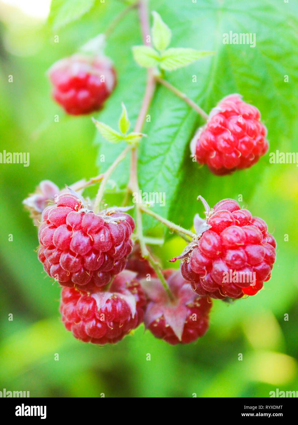 Raspberry hanging on a branch close up Stock Photo - Alamy